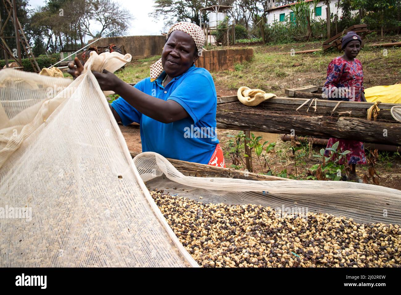 Agronomy of coffee production hi-res stock photography and images - Alamy