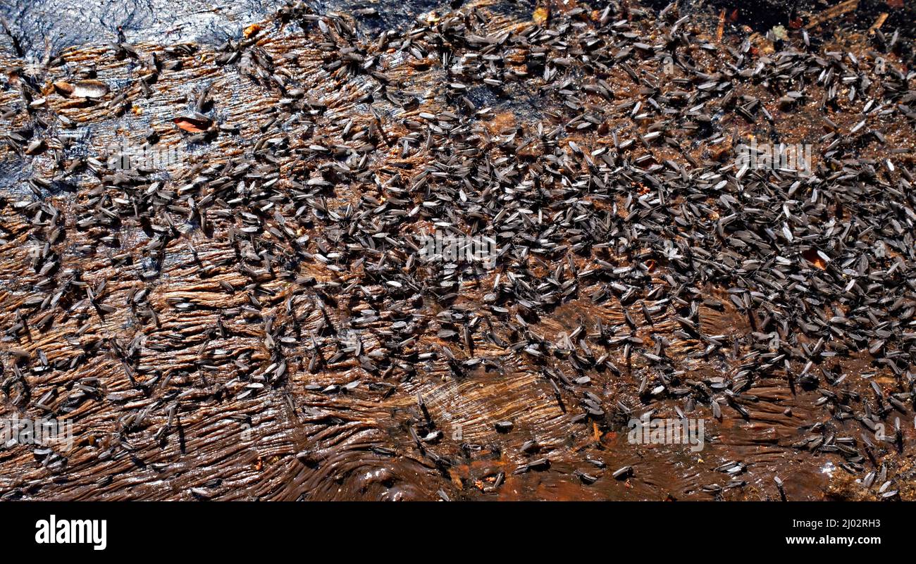 Pancrustacean hexapod invertebrates hi-res stock photography and images ...