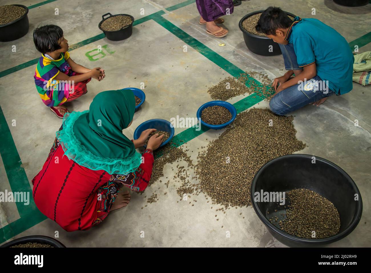 Quality sorting of harvested coffee, Indonesia Stock Photo - Alamy