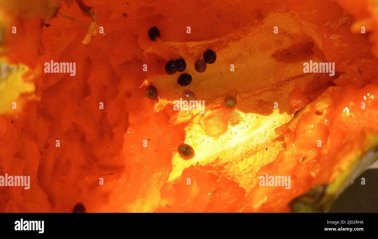 Fruit eaten tropical bird hi-res stock photography and images - Alamy