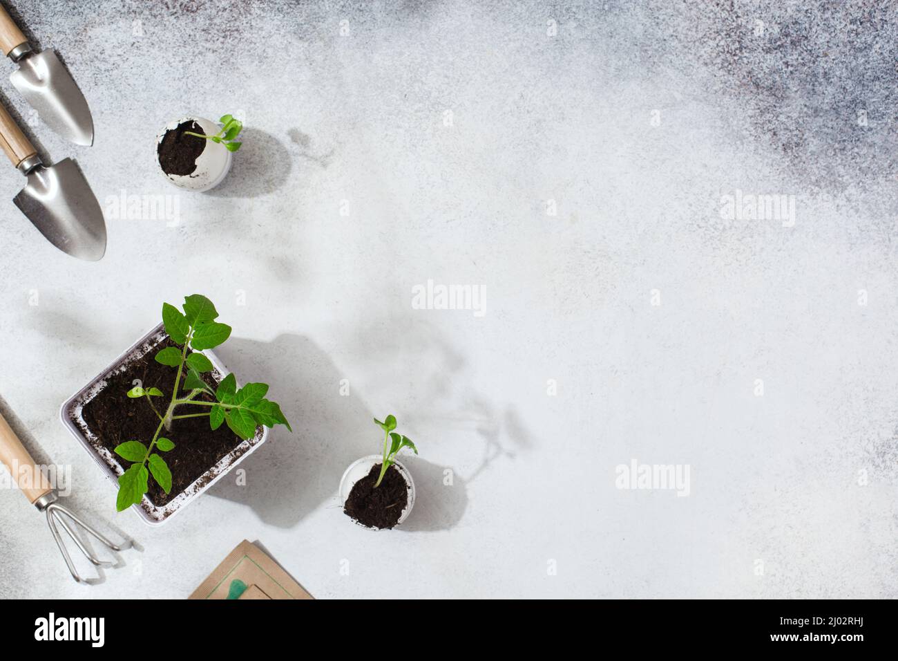 Gardening Tools and Plants on grey background. Spring Garden Works ...