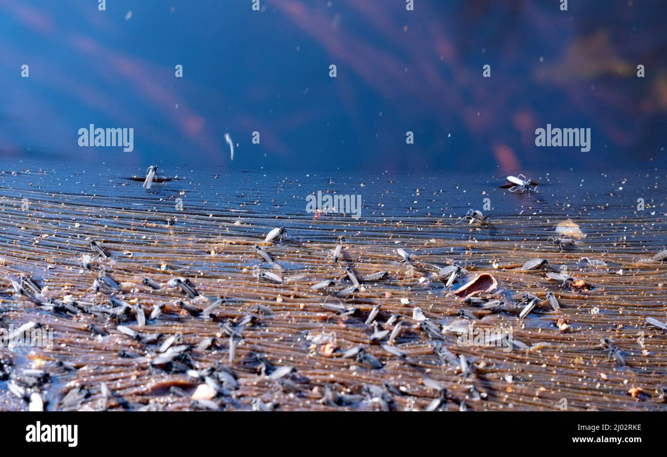 Insects gathering upon bog waters in springtime, Kemeri National Park ...
