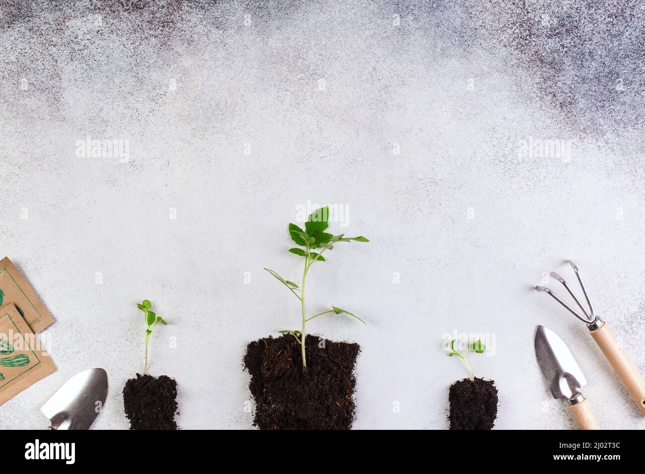Gardening Tools and Plants on grey background. Spring Garden Works ...