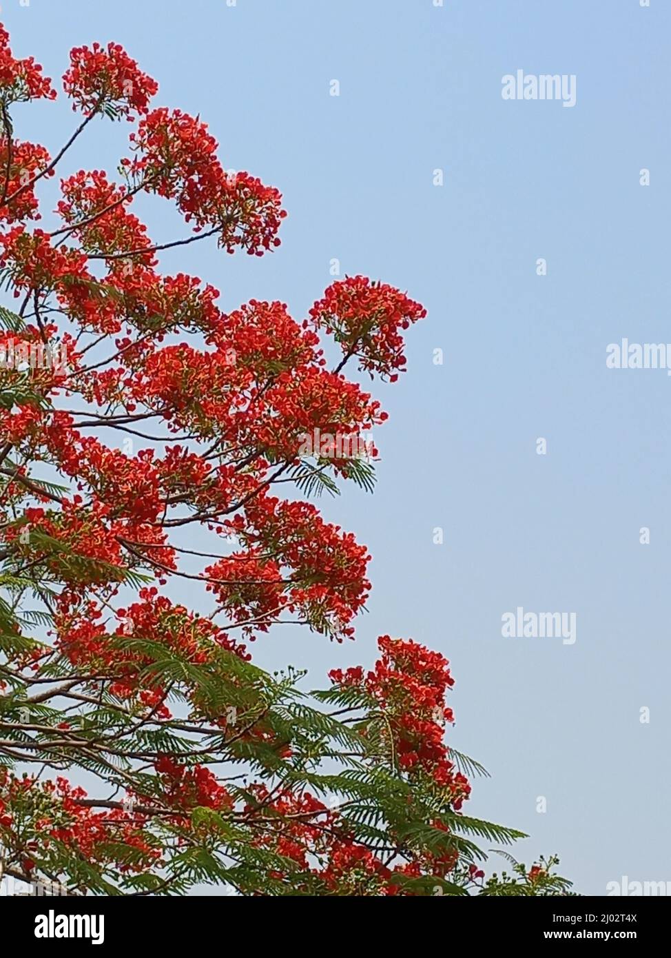 Krishnachura or Flame Tree or Gulmohar. Botanical name Delonix Regia ...