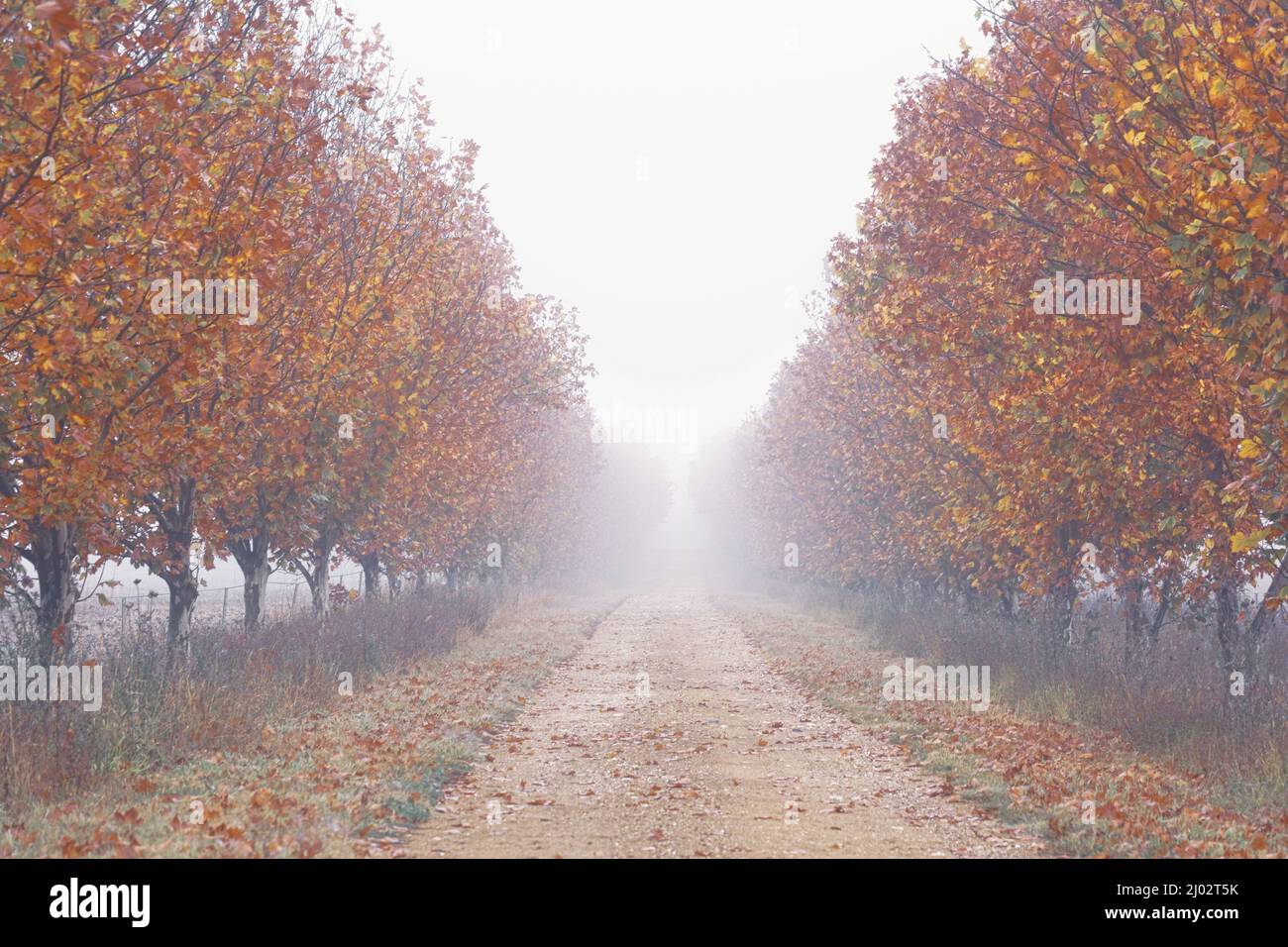 Rows of trees iobscured by a thick autumn fog Stock Photo - Alamy