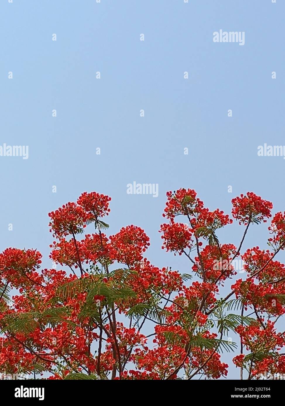 Krishnachura or Flame Tree or Gulmohar. Botanical name Delonix Regia ...