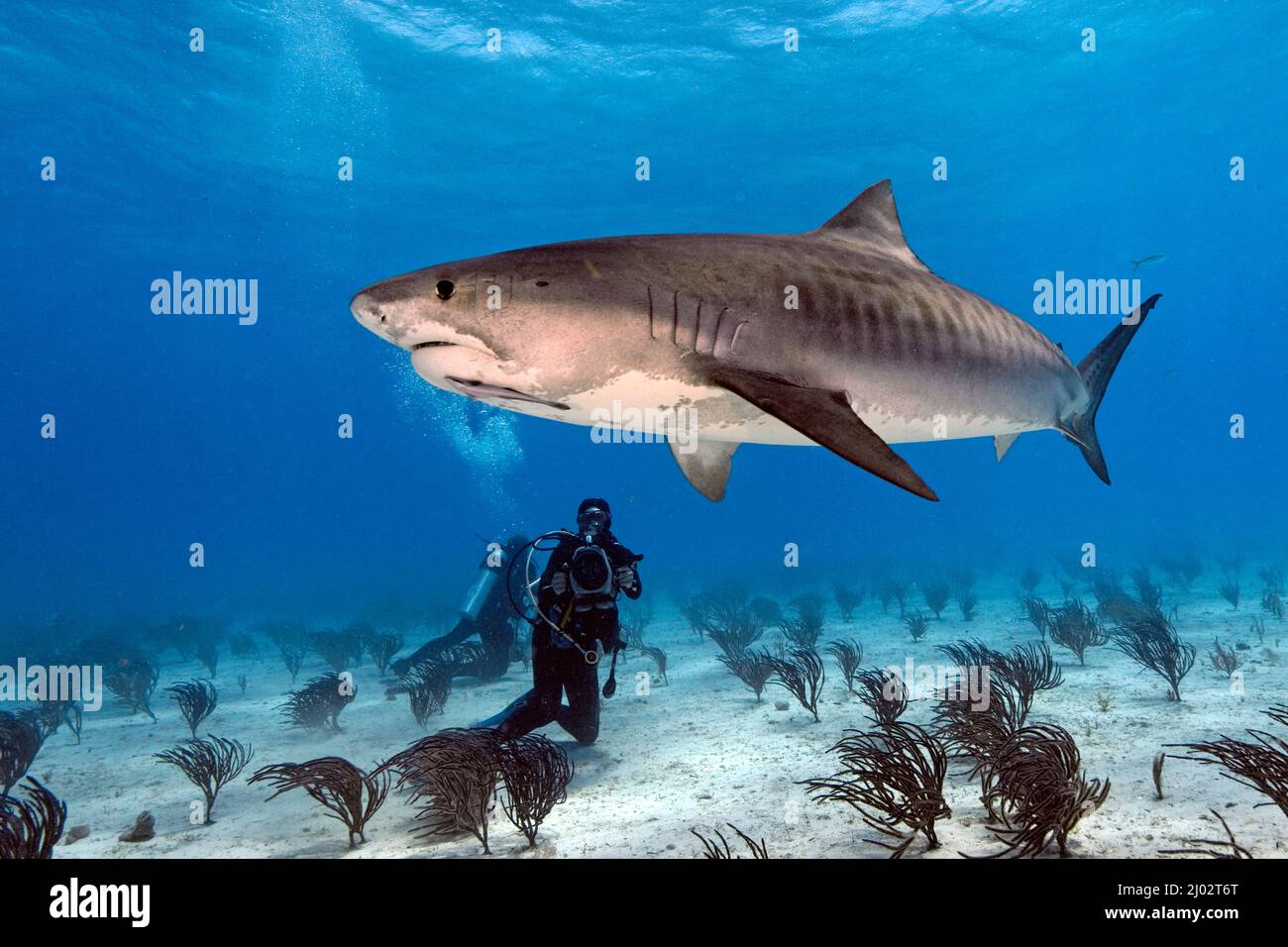 Scuba diver photographing a Tiger shark (Galeocerdo cuvier), Bahamas ...
