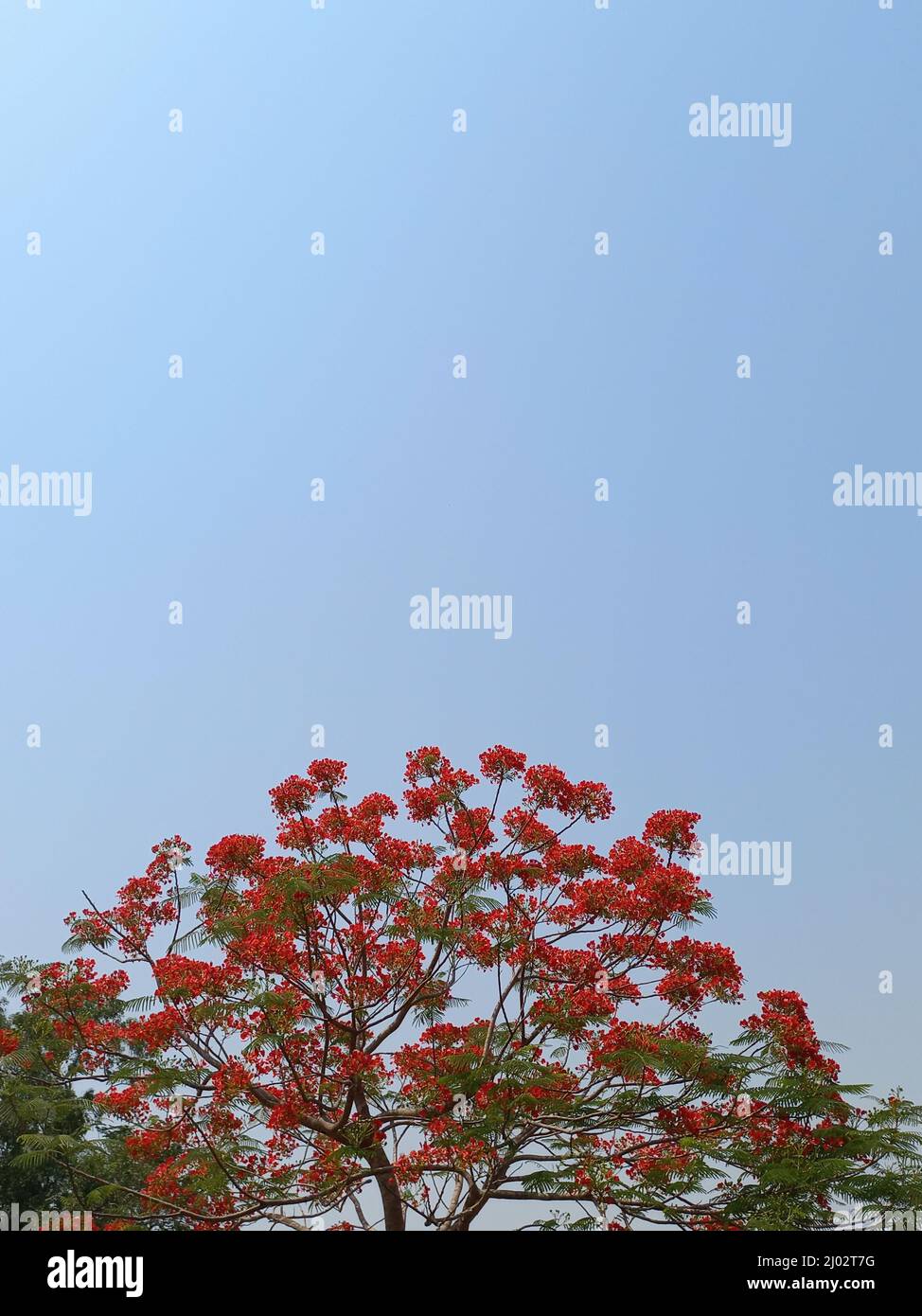 Krishnachura or Flame Tree or Gulmohar. Botanical name Delonix Regia ...