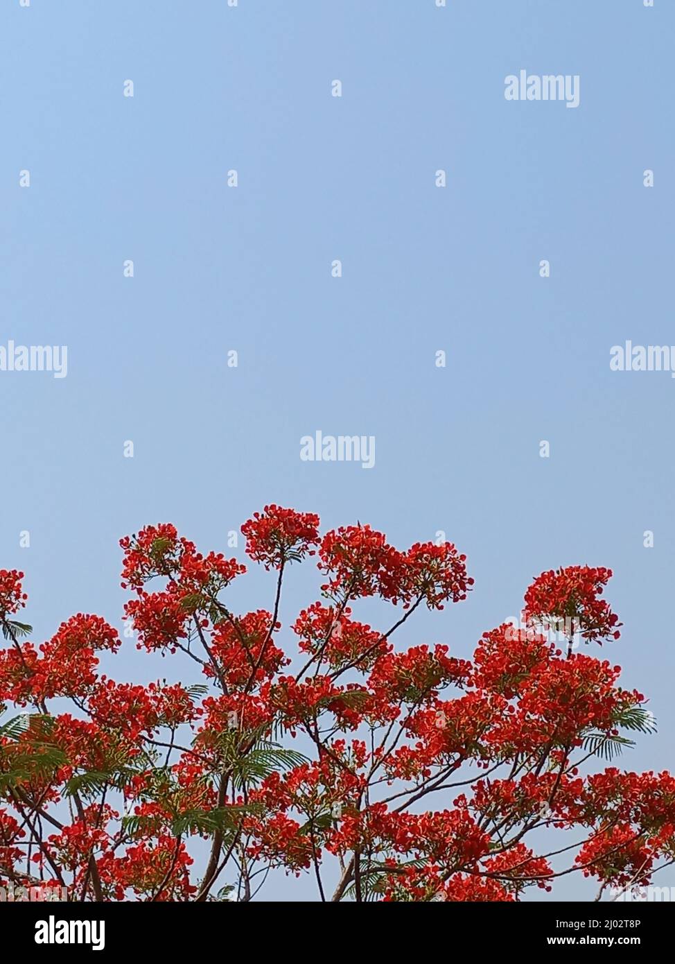 Krishnachura tree hi-res stock photography and images - Alamy