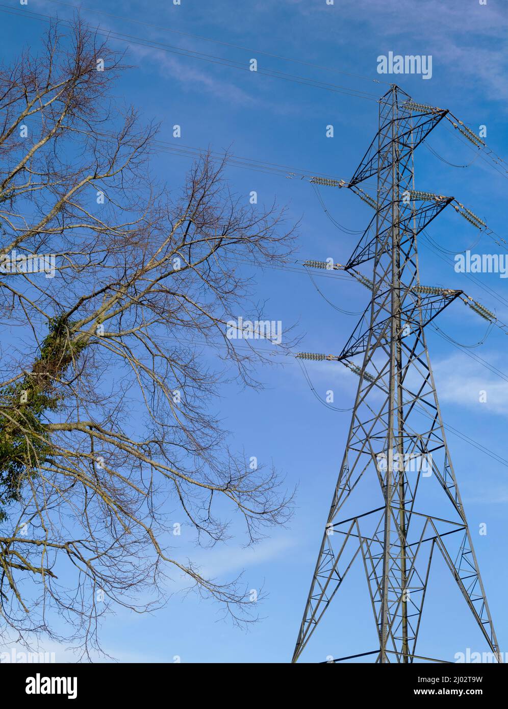 Pylon and spring-budding tree in Lower Radley Stock Photo - Alamy