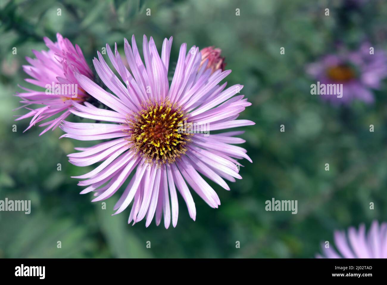 Beautiful and bright purple flowers, tall bushes of September, colorful ...