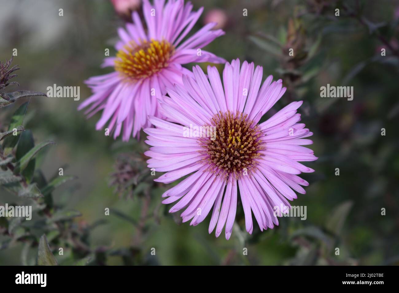 Small tall field daisies blooming hi-res stock photography and images ...