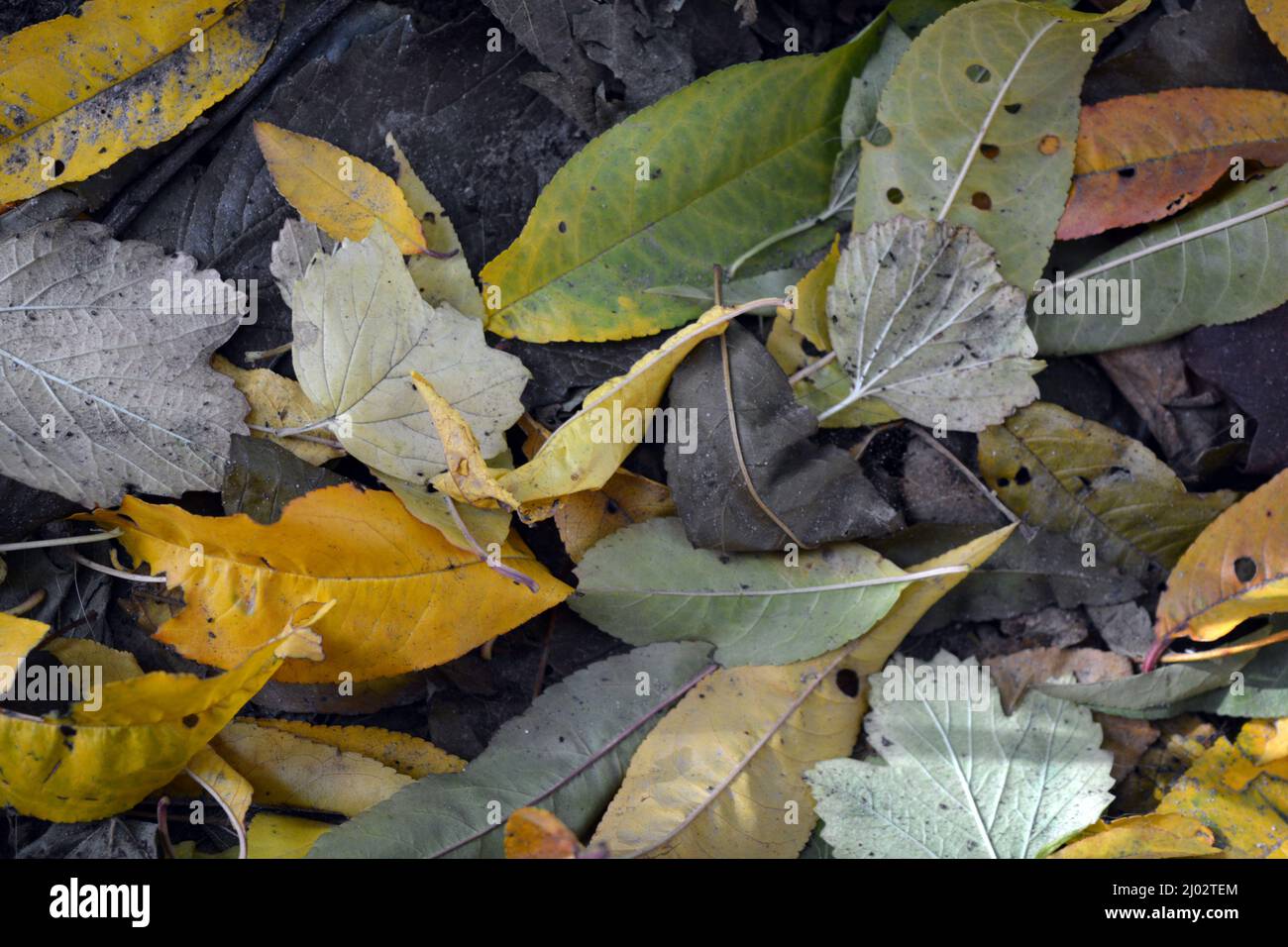 It was autumn, green, red, yellow, brown fallen leaves fell from the trees to the ground. Calm ...
