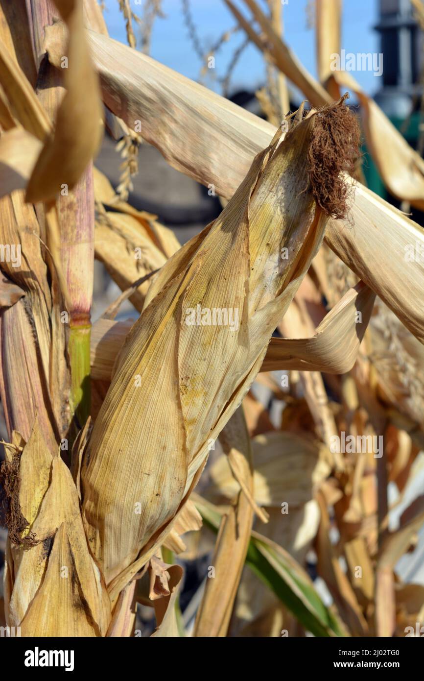 Late summer and early autumn, harvest time. Dry yellow, golden corn ...
