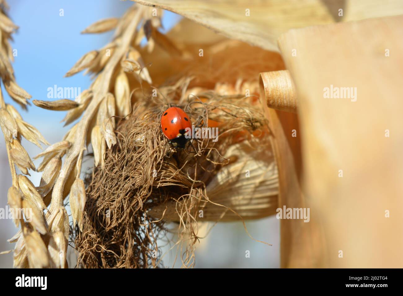 Beautiful landscapes, outdoor insects, a small red ladybug on a dry ...