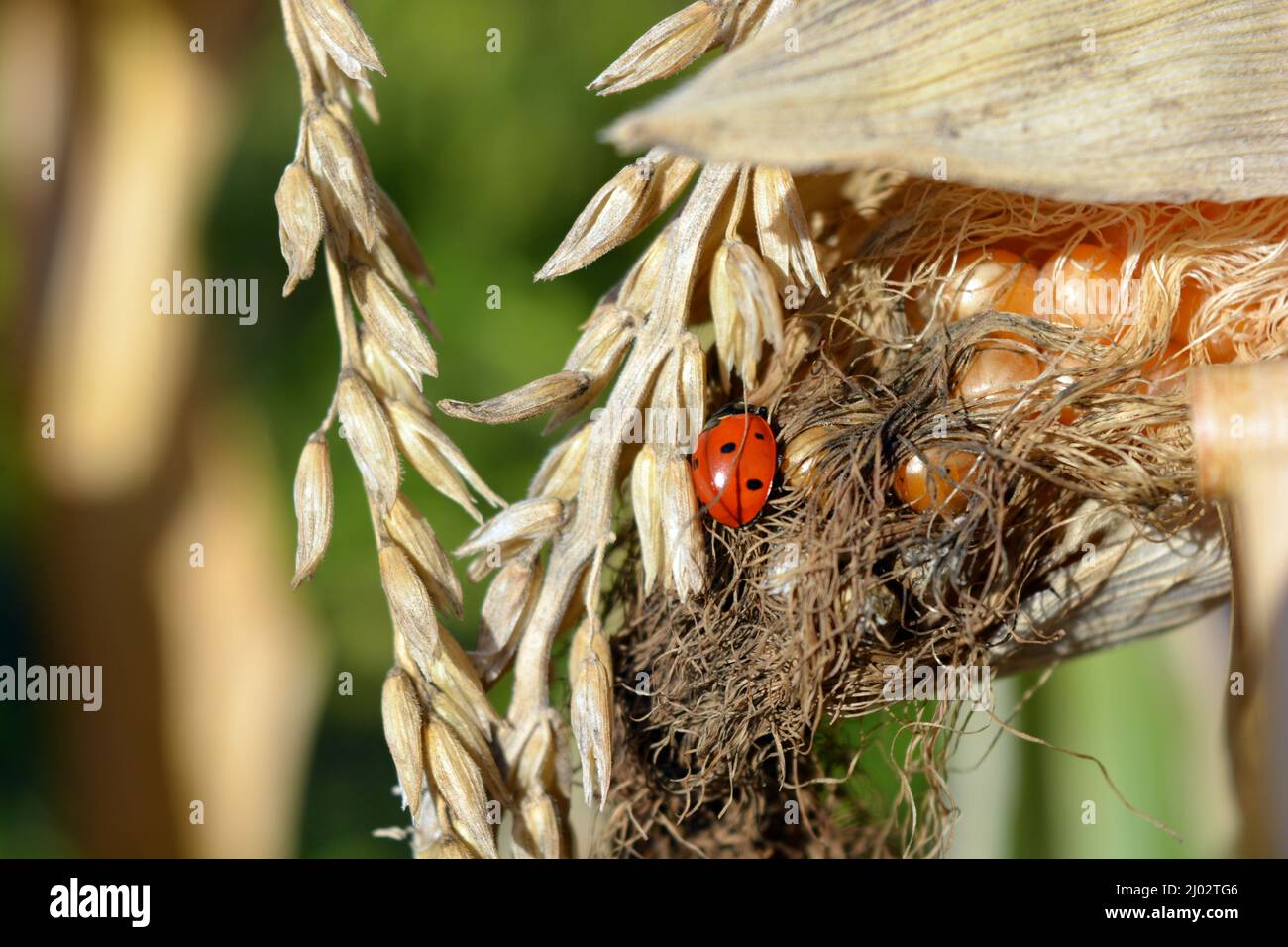 Beautiful landscapes, outdoor insects, a small red ladybug on a dry ...