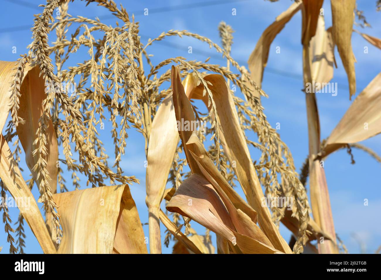 Late summer and early autumn, harvest time. Dry yellow, golden corn ...