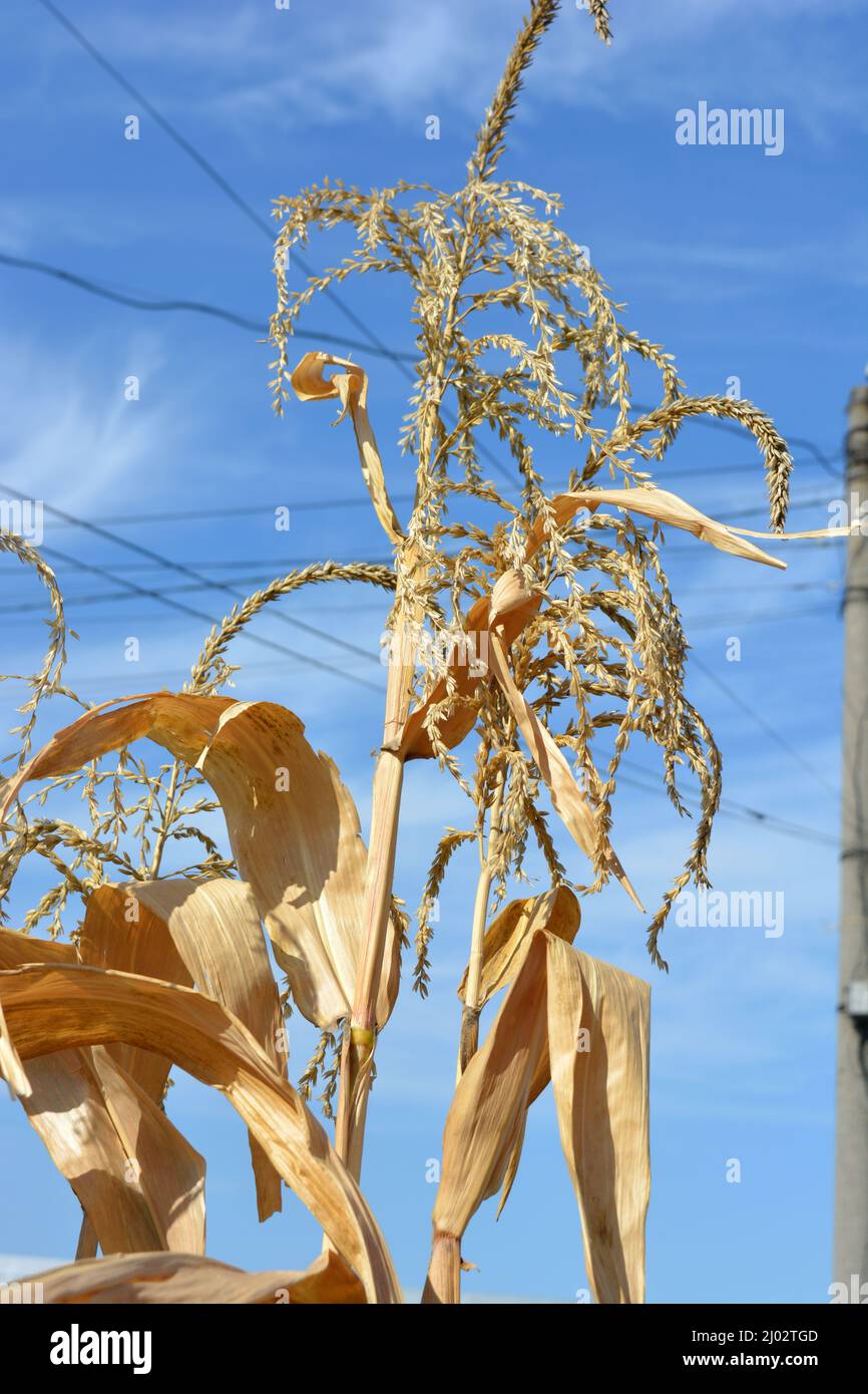 Late summer and early autumn, harvest time. Dry yellow, golden corn ...