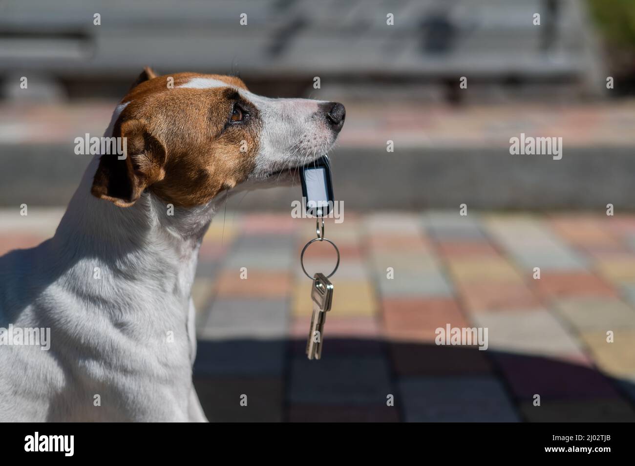 Dog Jack Russell Terrier is sitting at the door holding the keys to the ...