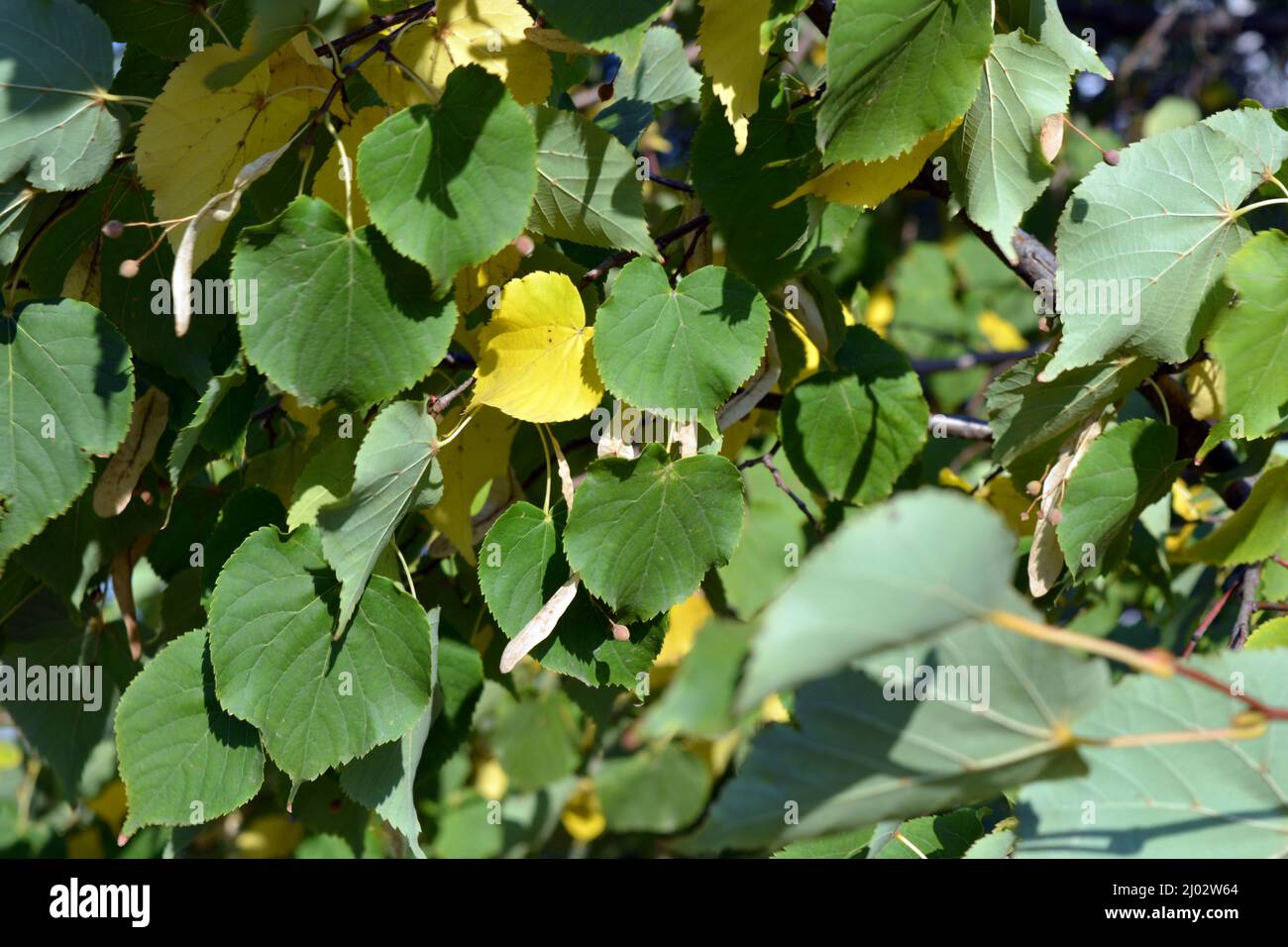 Beauty, nature, green and yellow mulberry leaves hang on the branches ...
