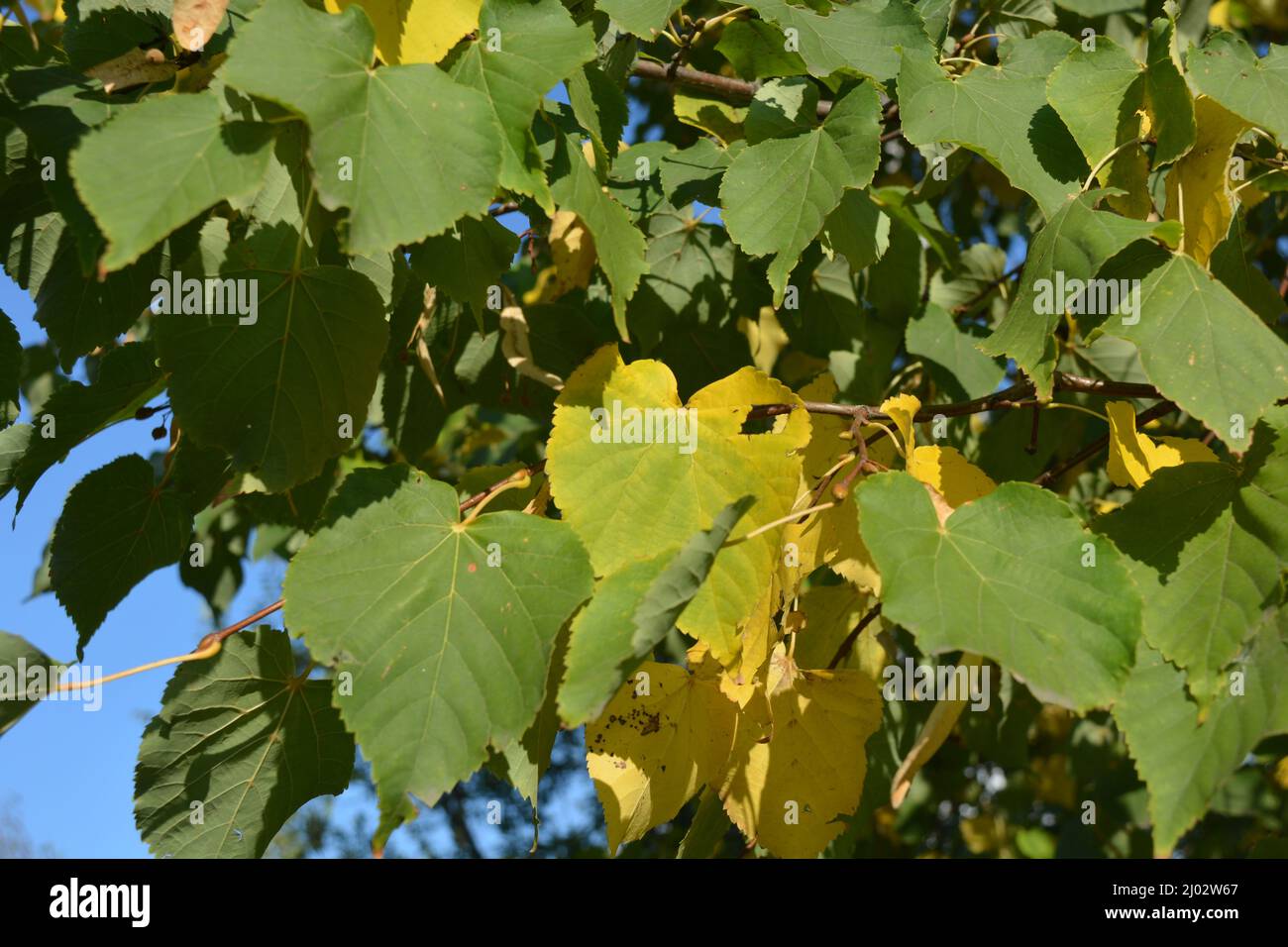 Beauty, nature, green and yellow mulberry leaves hang on the branches ...