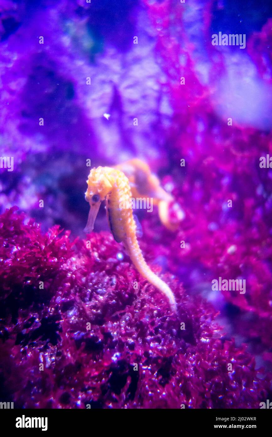 Close up view of a yellow tang fish swimming in ocean Stock Photo - Alamy