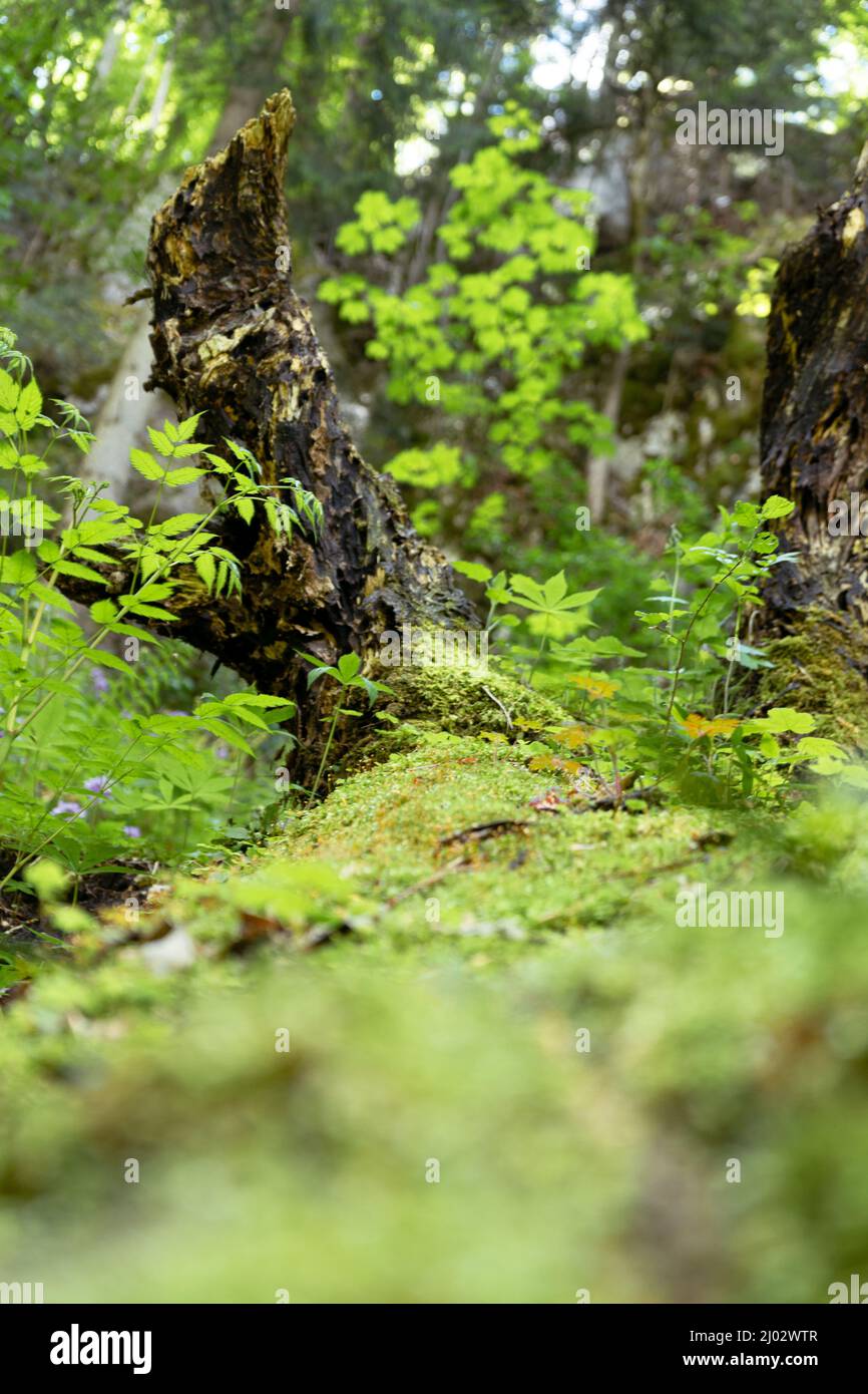 Vertical forest landscape with green plants and tree trunks Stock Photo ...