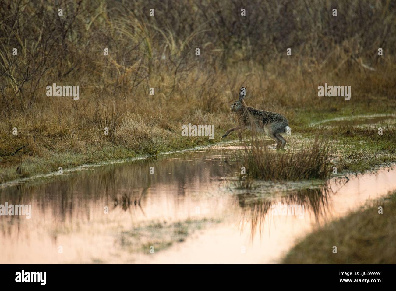 startled rabbit runs away over a pool of water Stock Photo - Alamy