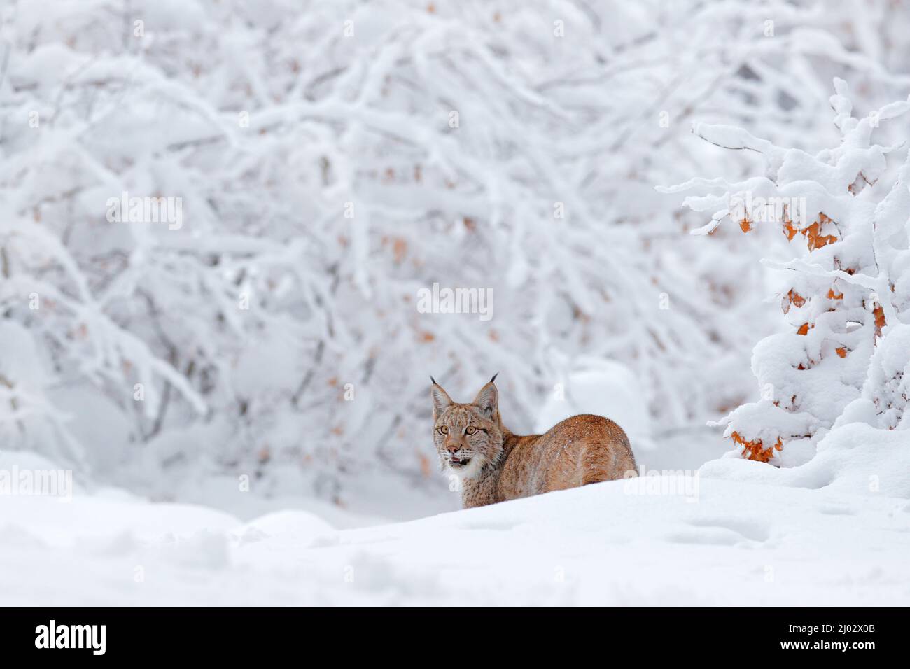 Lynx in cold condition hi-res stock photography and images - Alamy
