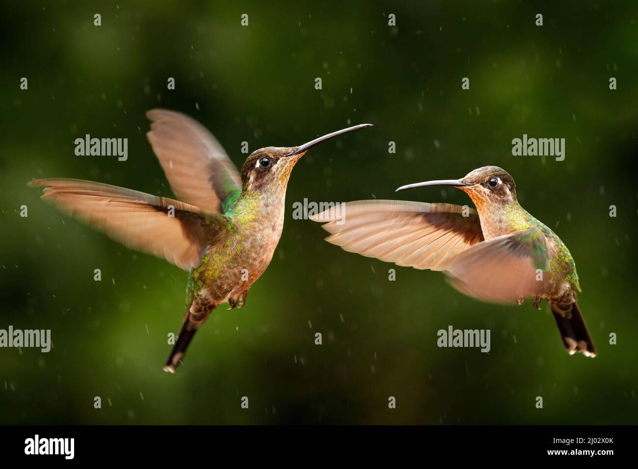Hummingbirds in flight, tropic forest, Costa Rica Stock Photo - Alamy