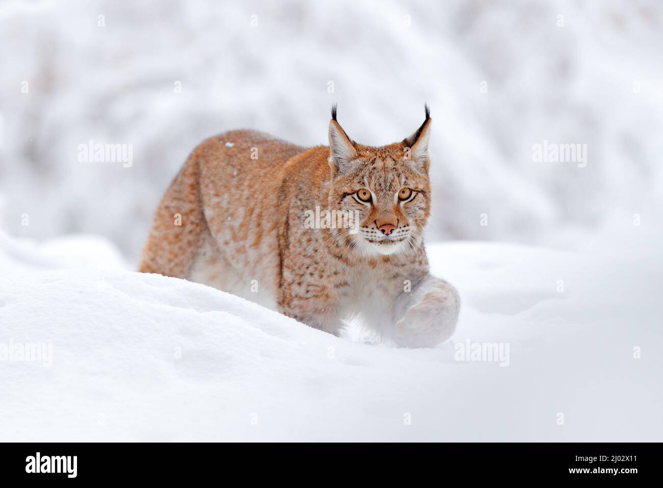 Lynx in cold condition hi-res stock photography and images - Alamy