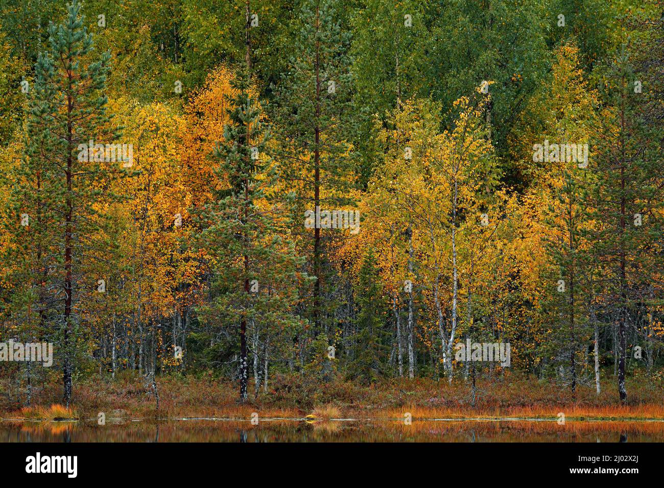 Autumn forest in Finland. Green and yellow trees in the wood, north of ...