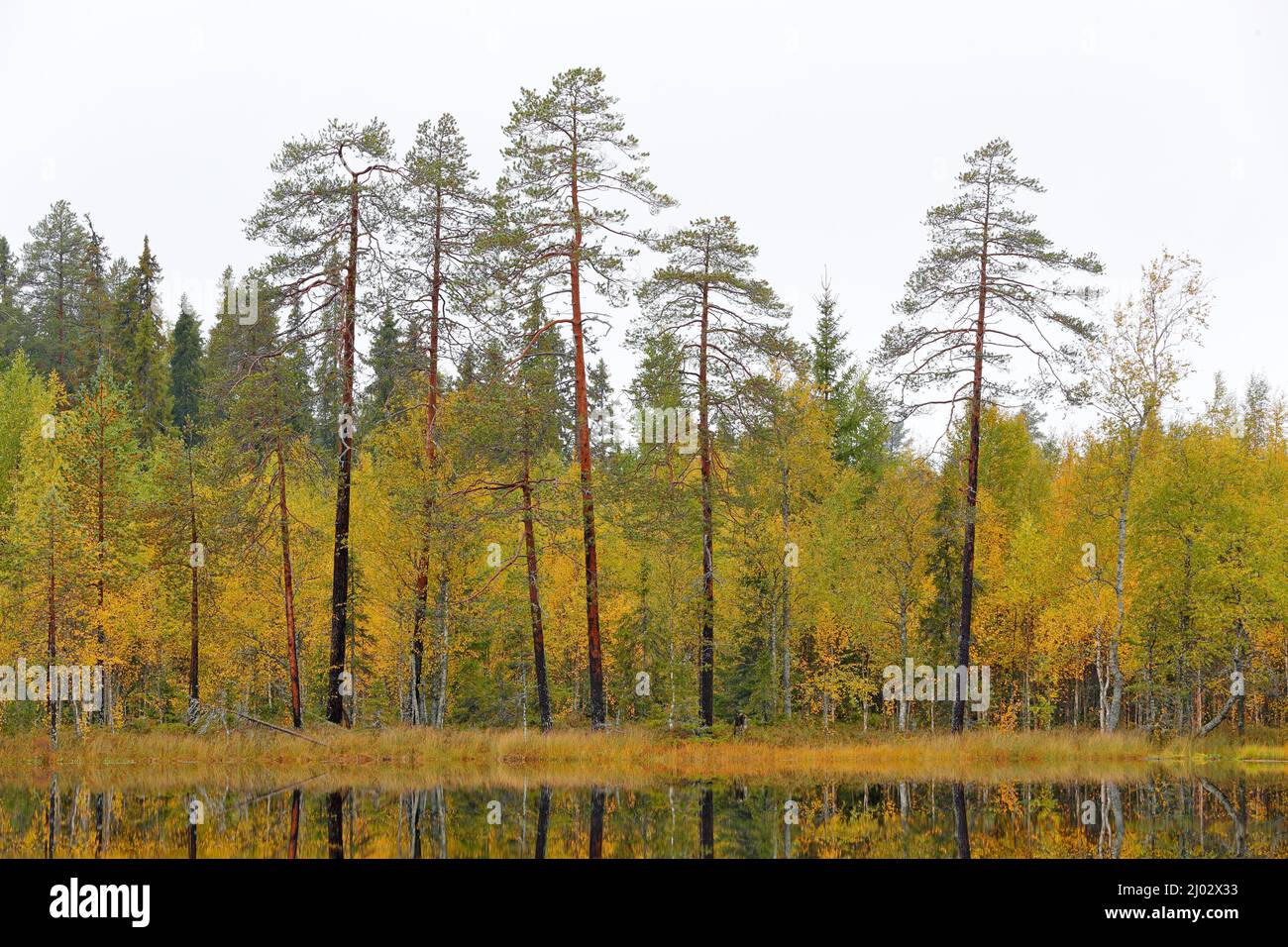 Autumn forest in Finland. Green and yellow trees in the wood, north of ...