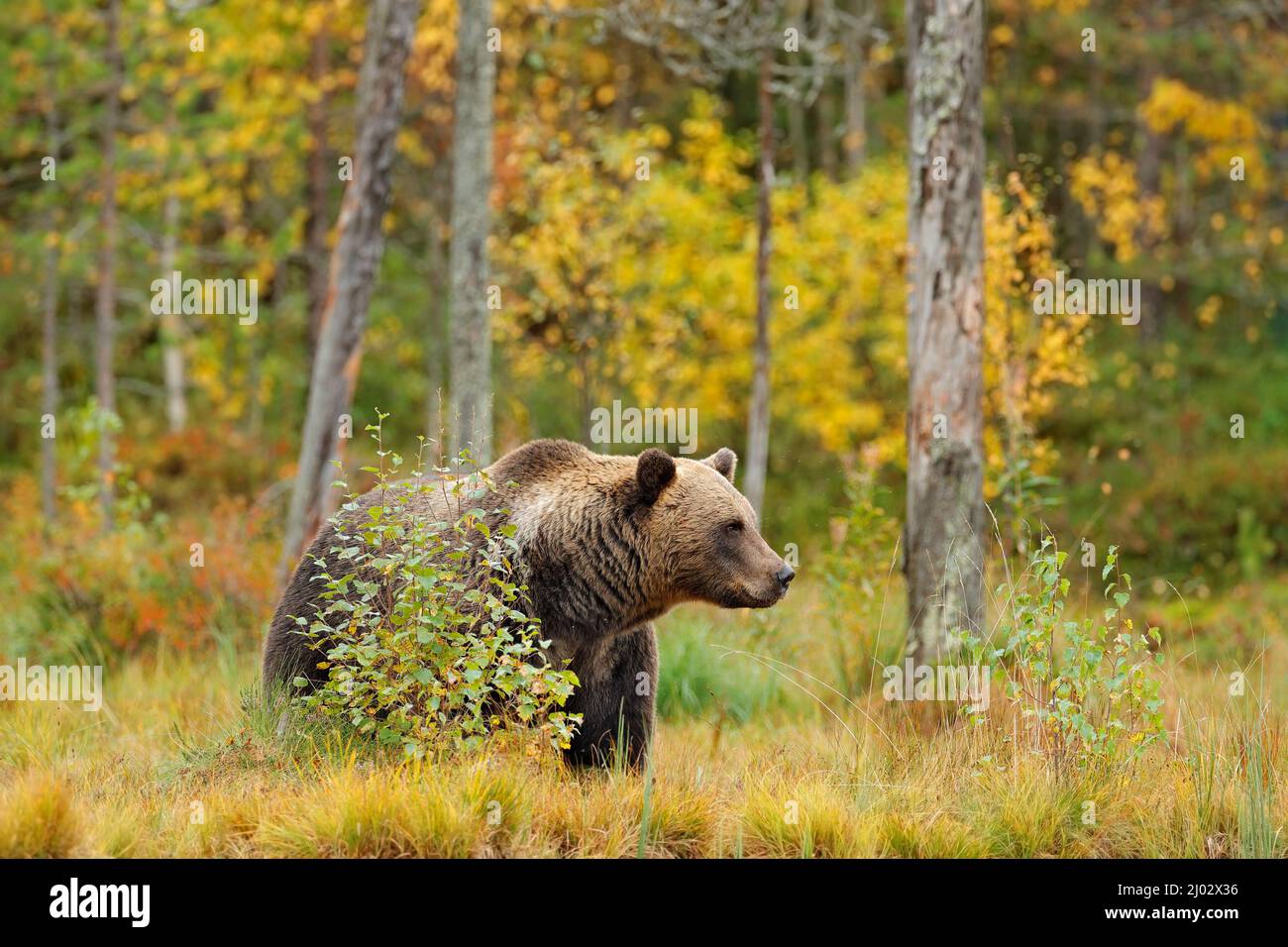 Bear hidden in yellow forest. Autumn trees with bear. Beautiful brown ...