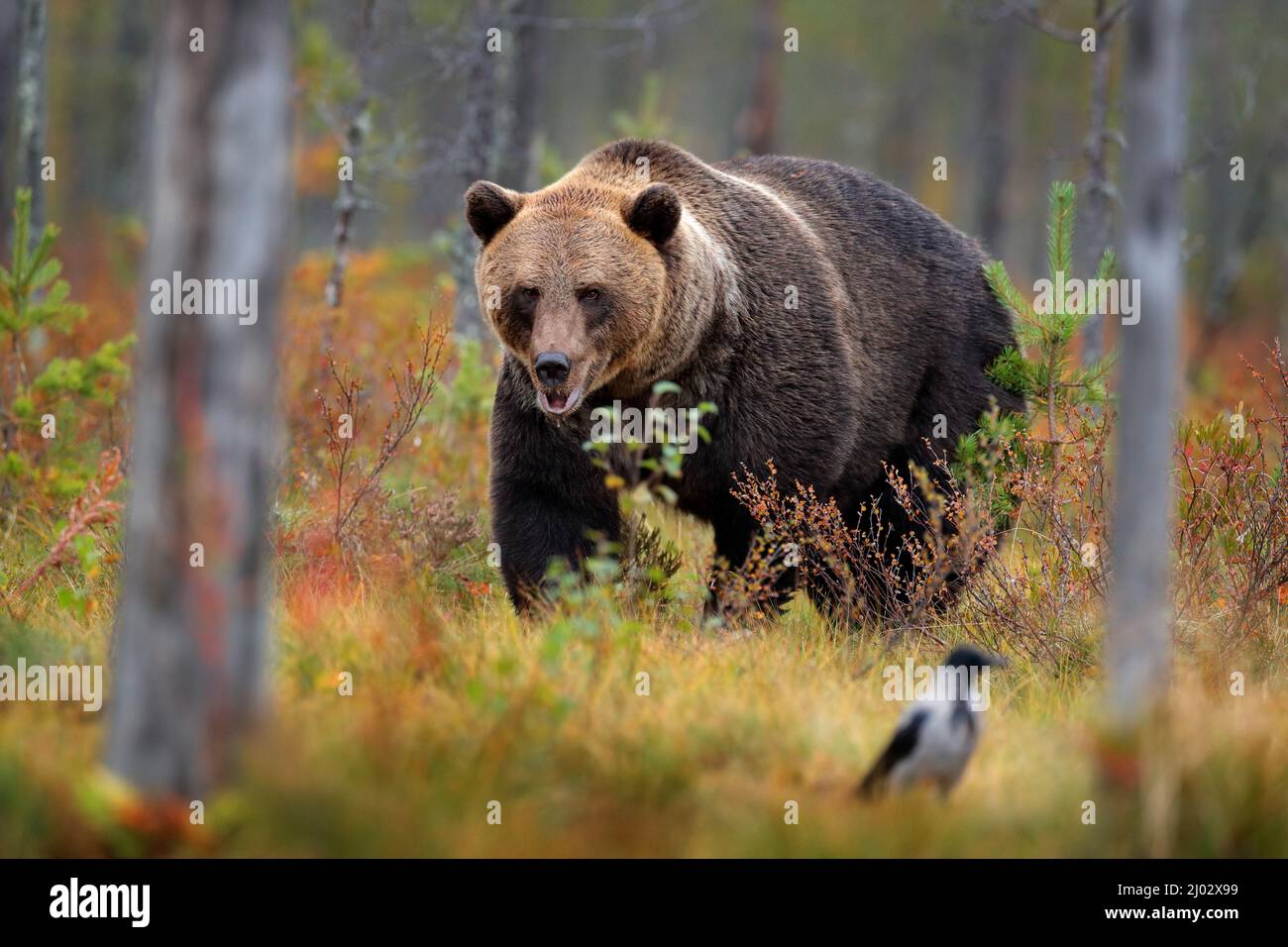 Bear with crow. Beautiful brown bear walking, fall colours. Big danger ...