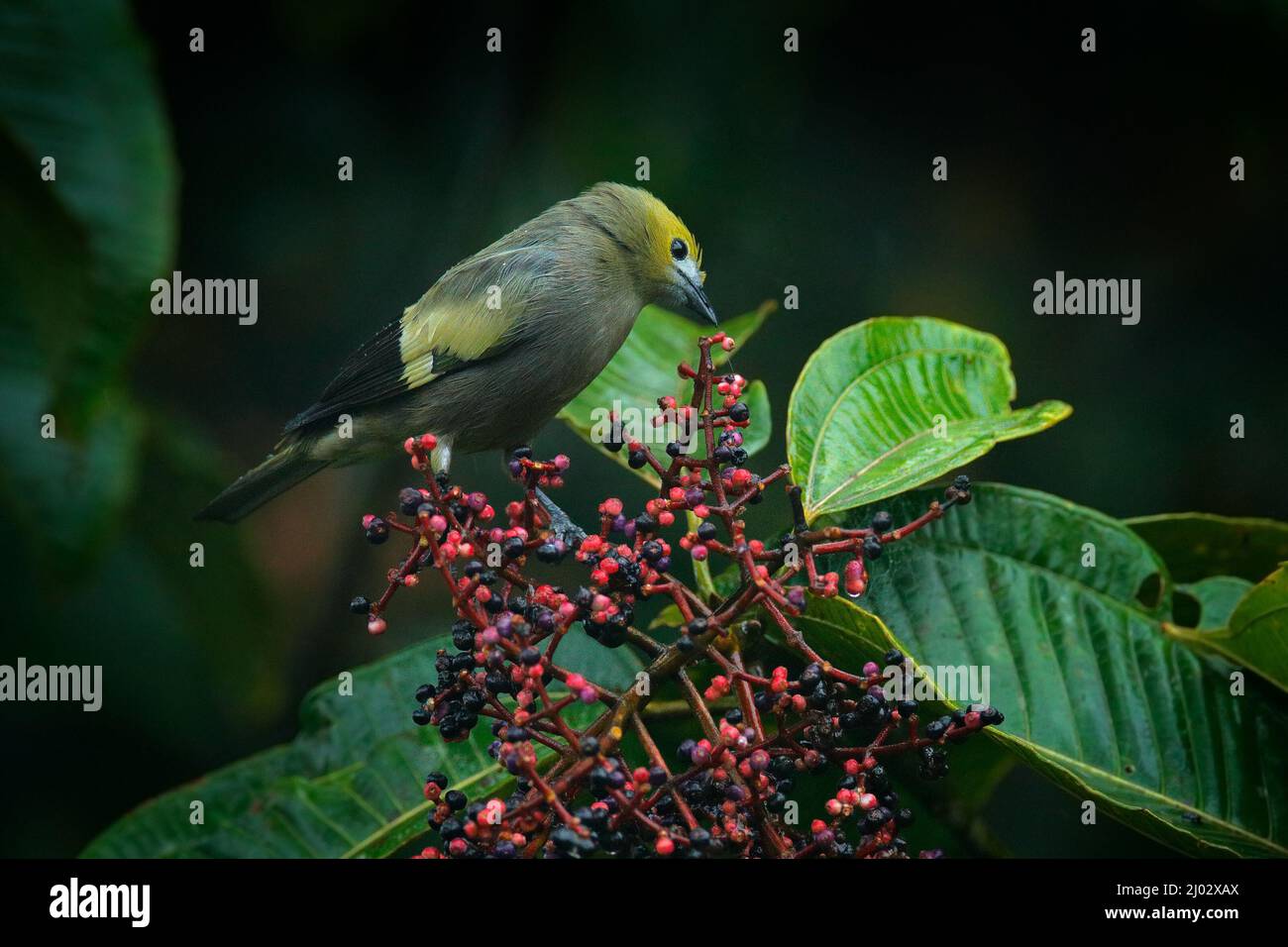 Tanager feeding fruits. Palm Tanager, Thraupis palmarum, sitting on ...