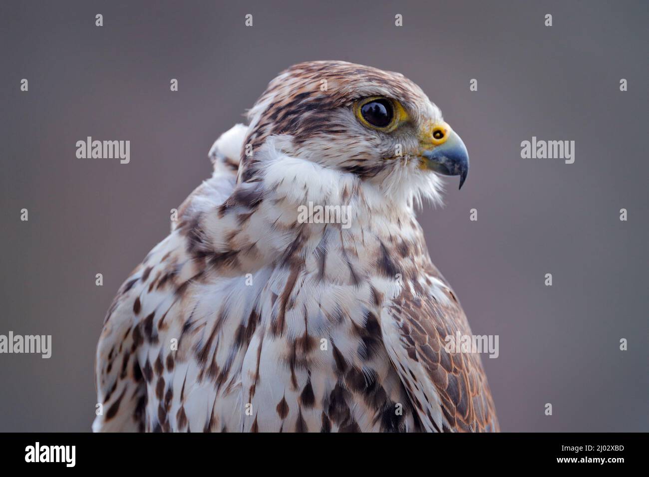 Gyrfalcon, Falco rusticolus, bird of prey fly. Flying rare bird with ...