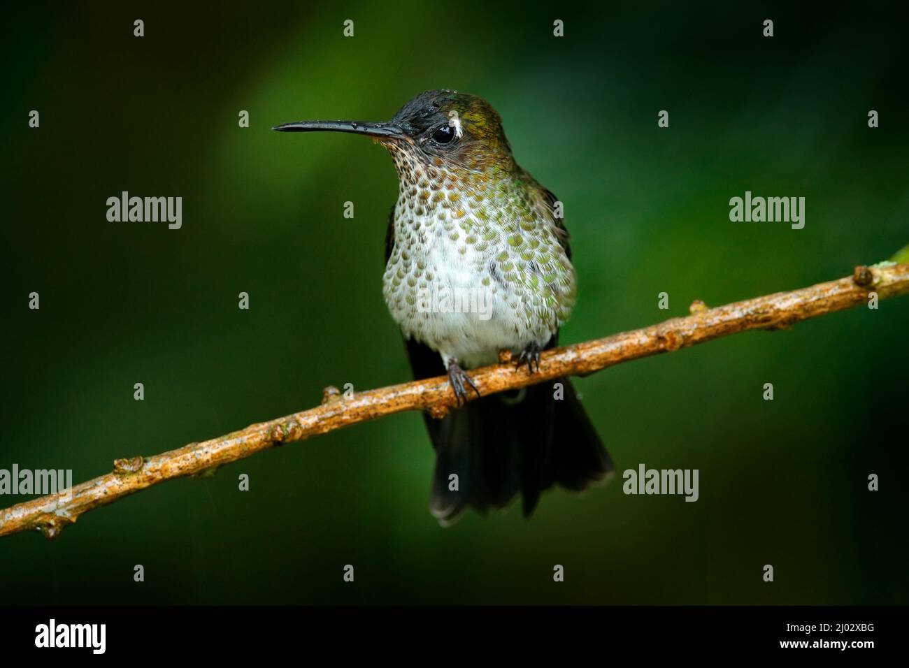 Many-spotted hummingbird, Taphrospilus hypostictus, branch in the ...