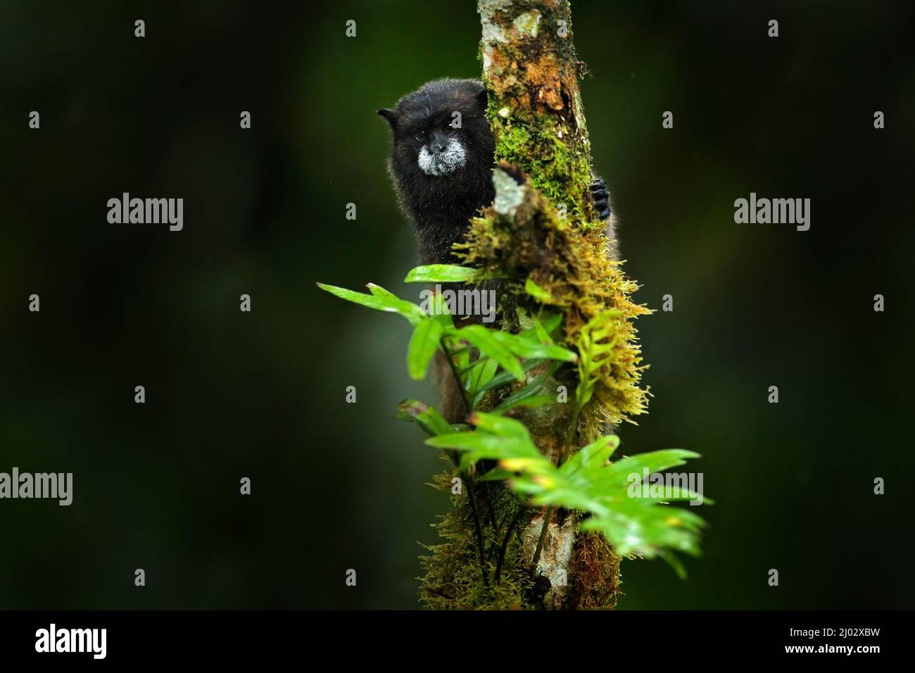 Black Mantle Tamarin monkey from Sumaco National Park in Ecuador ...