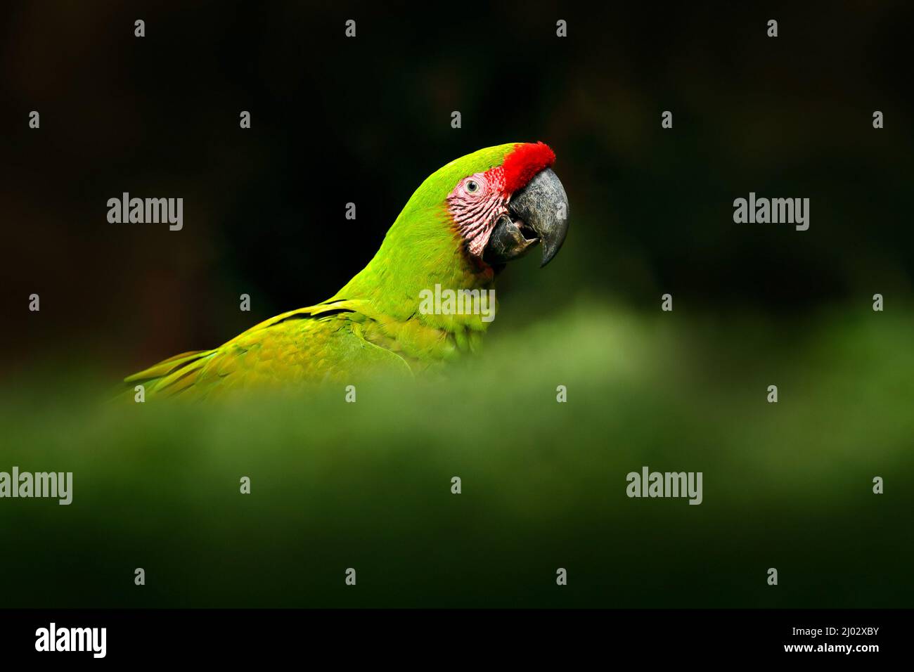 Big green parrot Great-Green Macaw on tree, Ara ambigua, Wild rare bird ...