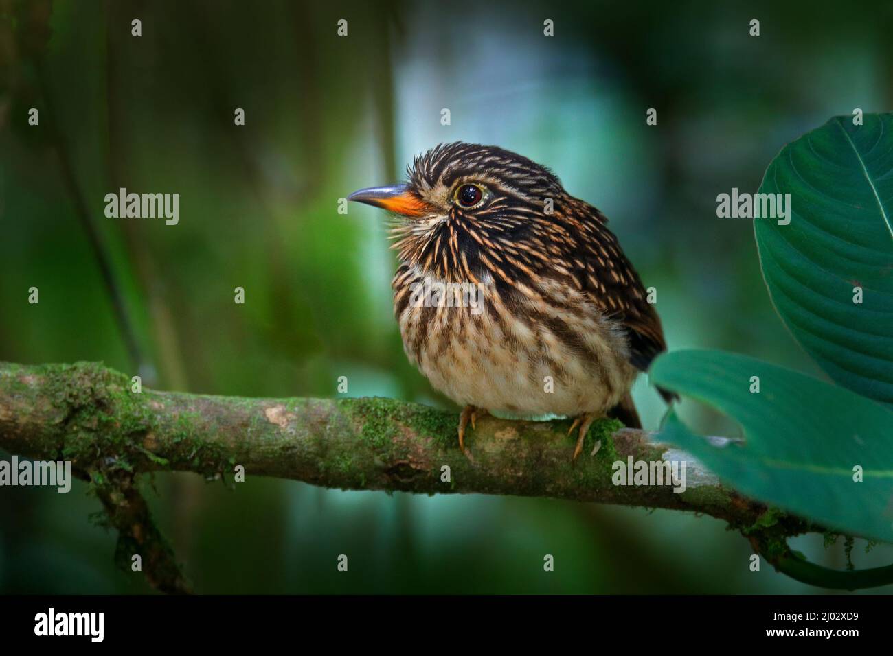 White-chested puffbird, Malacoptila fusca, motley bird in the nature ...