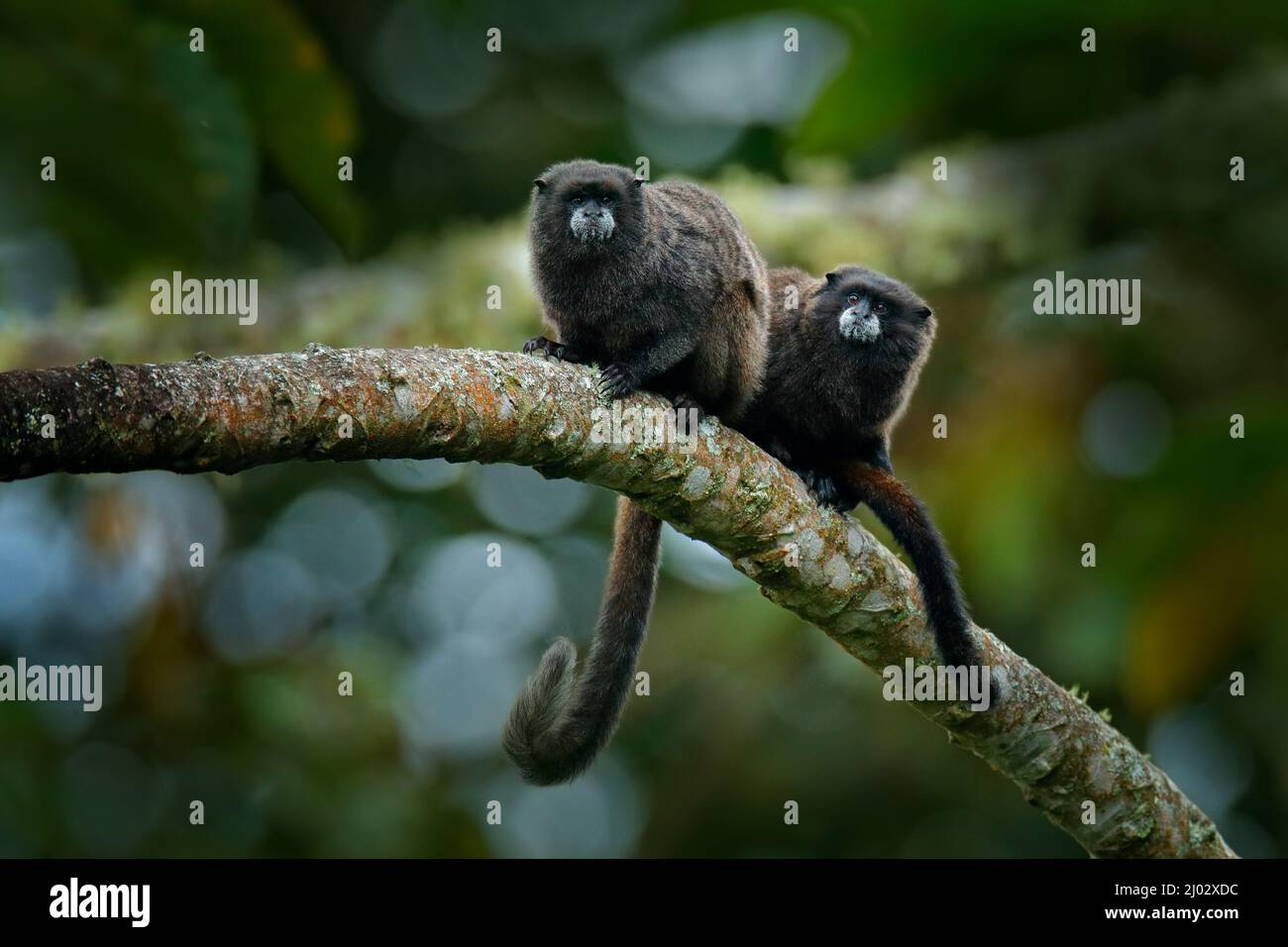 Black Mantle Tamarin monkey from Sumaco National Park in Ecuador ...