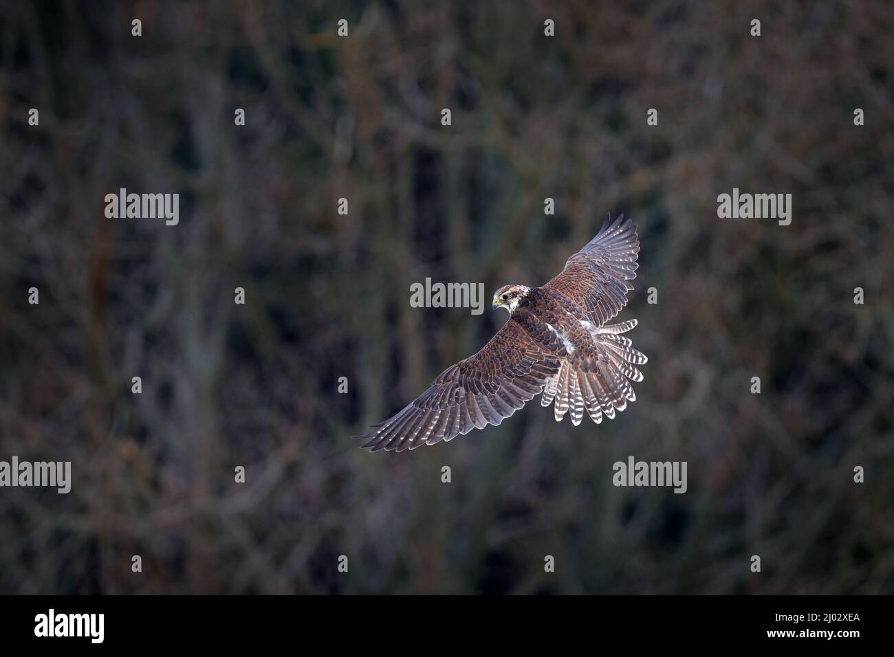 Gyrfalcon, Falco rusticolus, bird of prey fly. Flying rare bird with ...