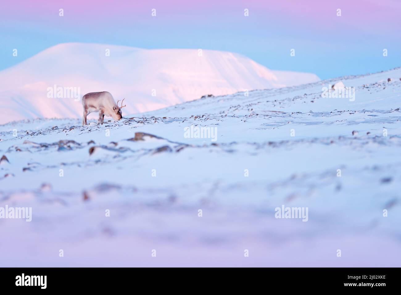 Arctic wildlife. Wild Reindeer, Rangifer tarandus, with massive antlers ...