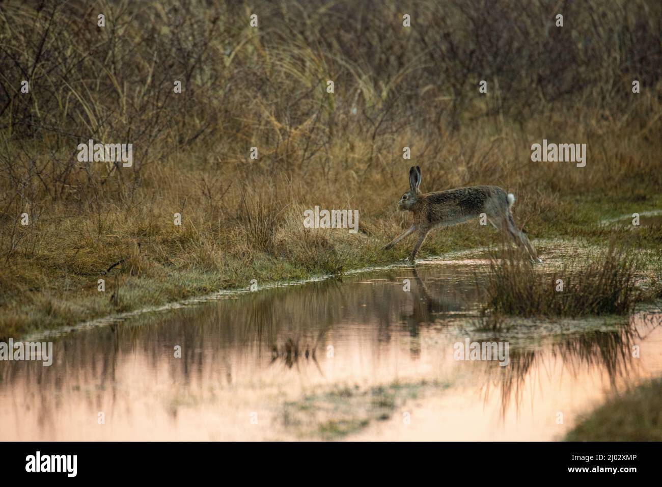 White rabbit ears water hi-res stock photography and images - Alamy