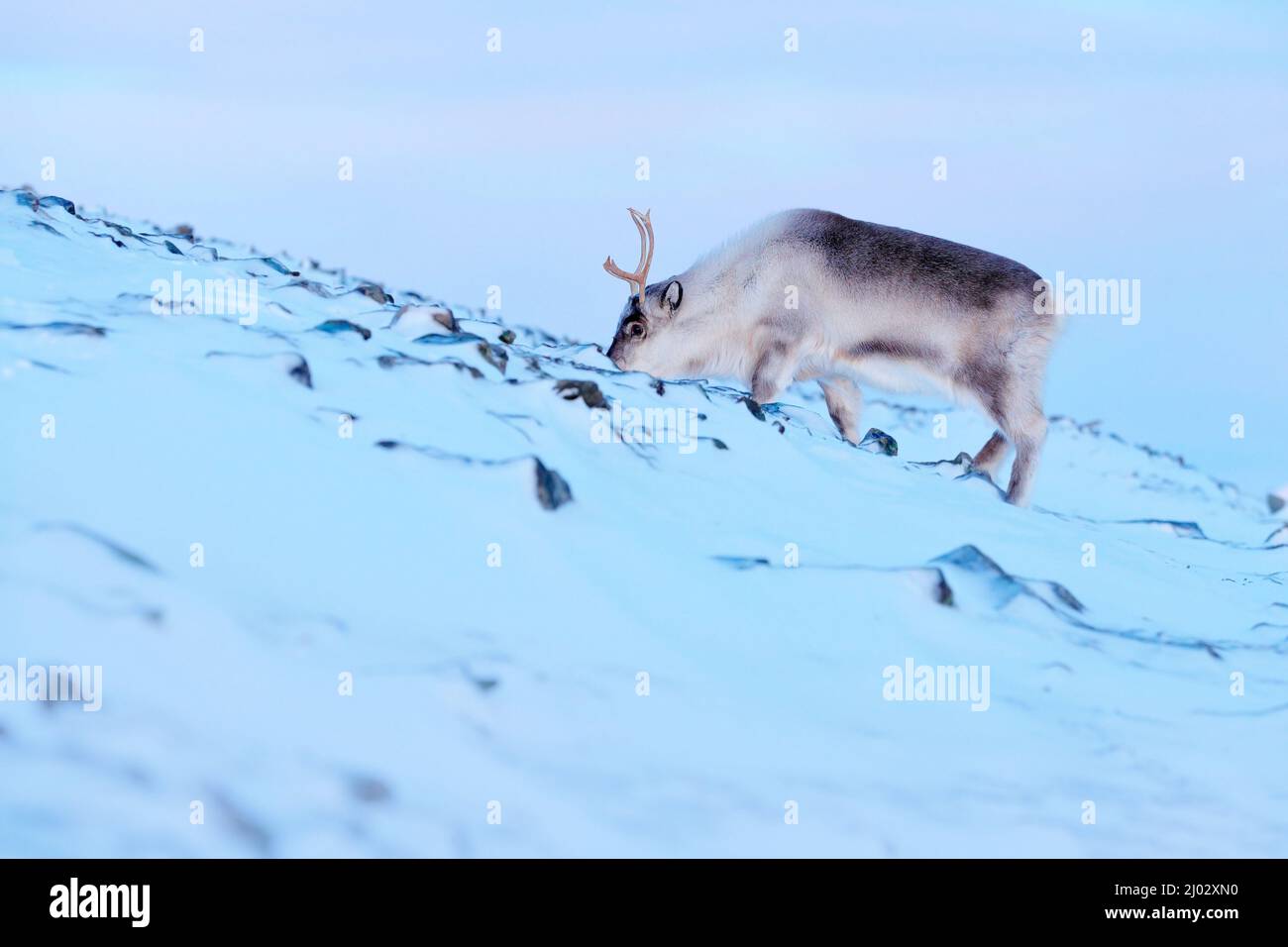 Arctic wildlife. Wild Reindeer, Rangifer tarandus, with massive antlers ...