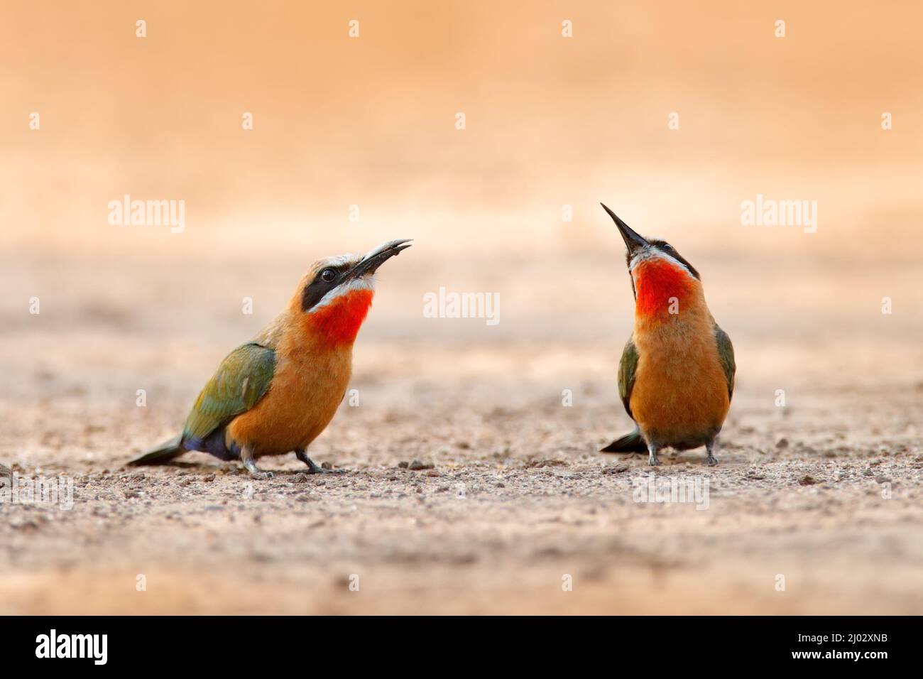 Bee-eaters on the gravel road. White-fronted bee-eater, Merops ...