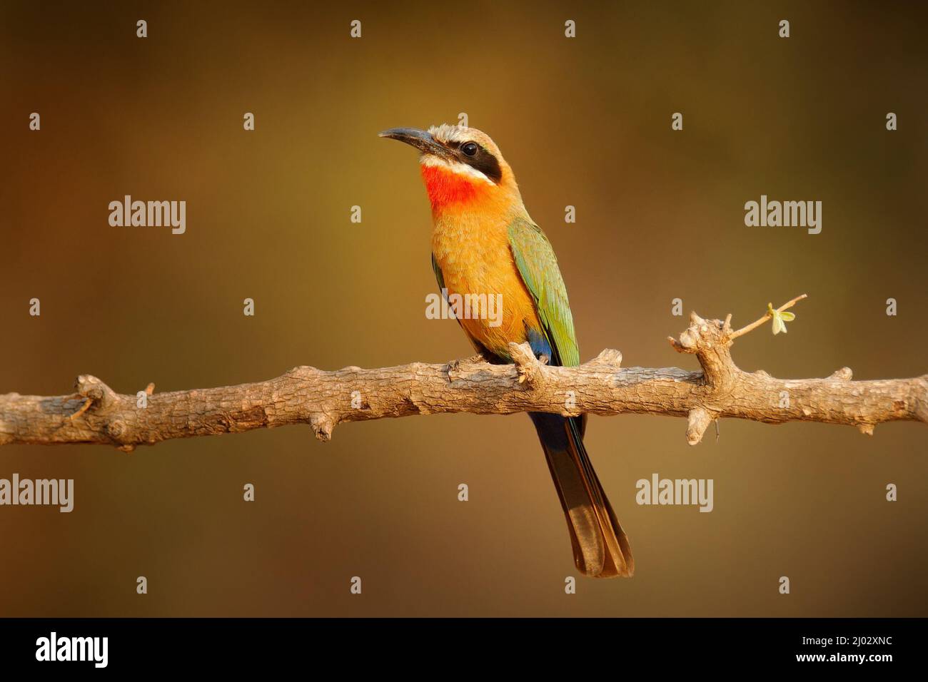 White-fronted bee-eater, Merops bullockoides, forest in Tanzania ...