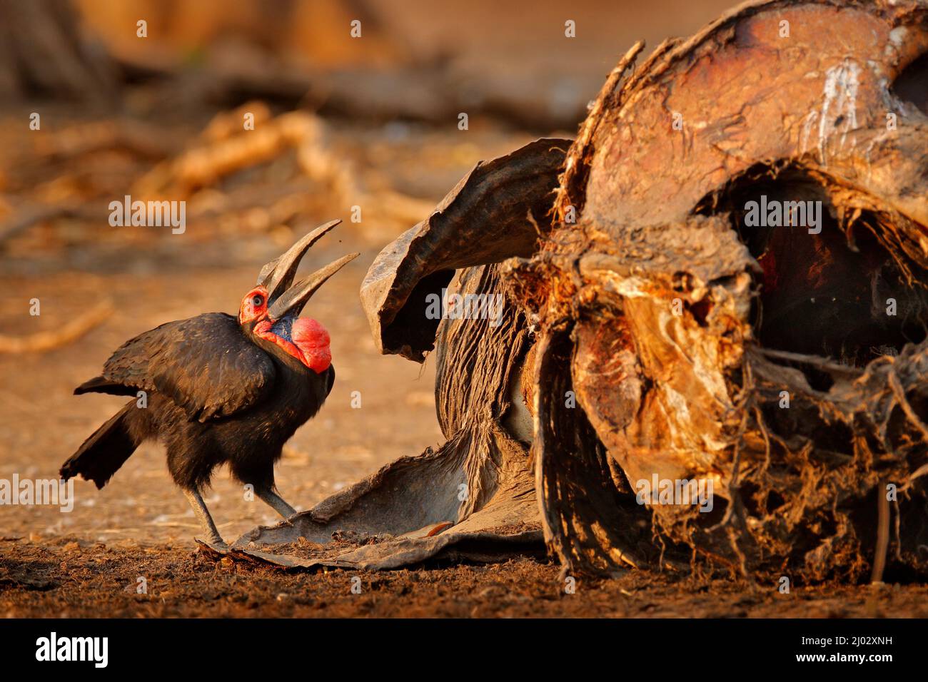 Bird behavior, elephant carcass with hornbills. Southern ground ...
