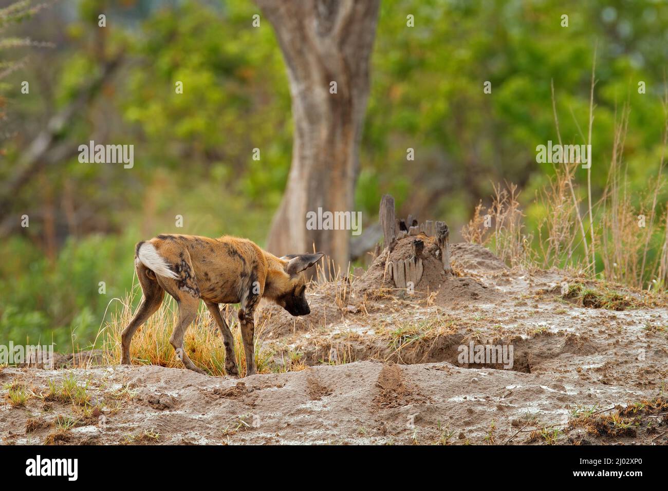 Painted hunting dog on African safari. Wildlife scene from nature ...